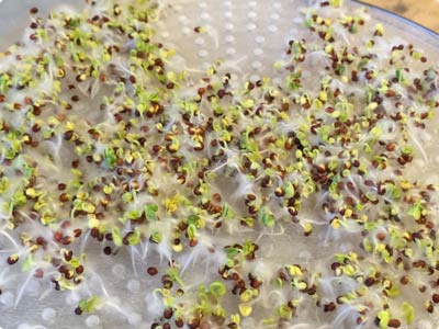 Brokkolisprossen ziehen