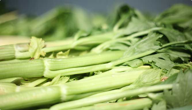 Sellerie-Rezepte